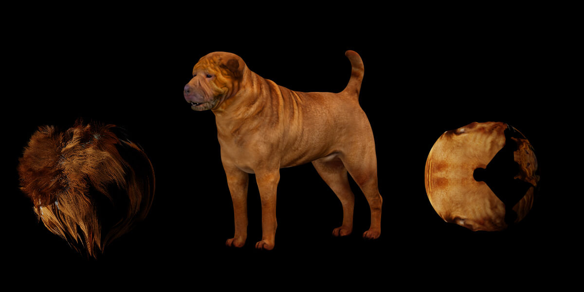 Shar Pei Dog - 3D Model by Nyilonelycompany