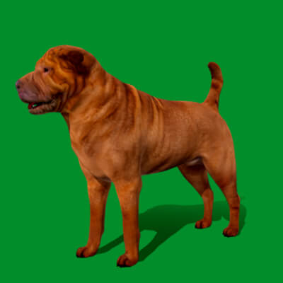 Shar Pei Dog - 3D Model by Nyilonelycompany