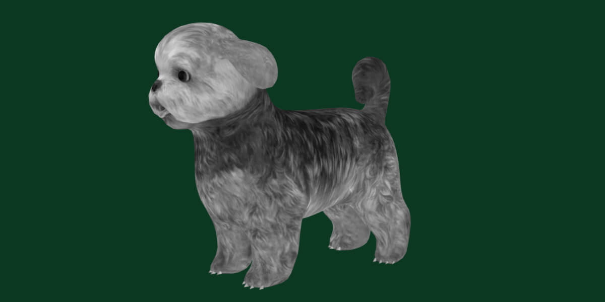 Shih Tzu Dog Breed - 3D Model by Nyilonelycompany