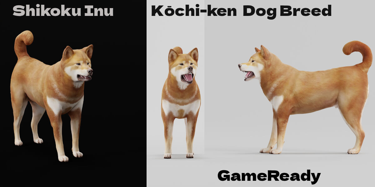 Shikoku Inu Dog Breed - 3D Model by Nyilonelycompany