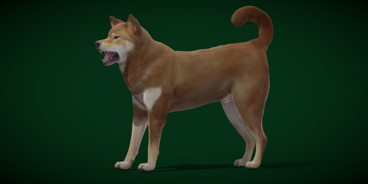 Shikoku Inu Dog Breed - 3D Model by Nyilonelycompany