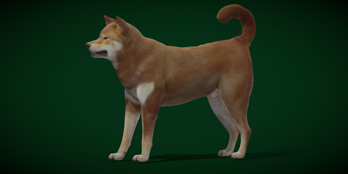 Shikoku Inu Dog Breed - 3D Model by Nyilonelycompany
