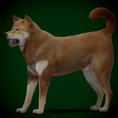 Shikoku Inu Dog Breed - 3D Model by Nyilonelycompany