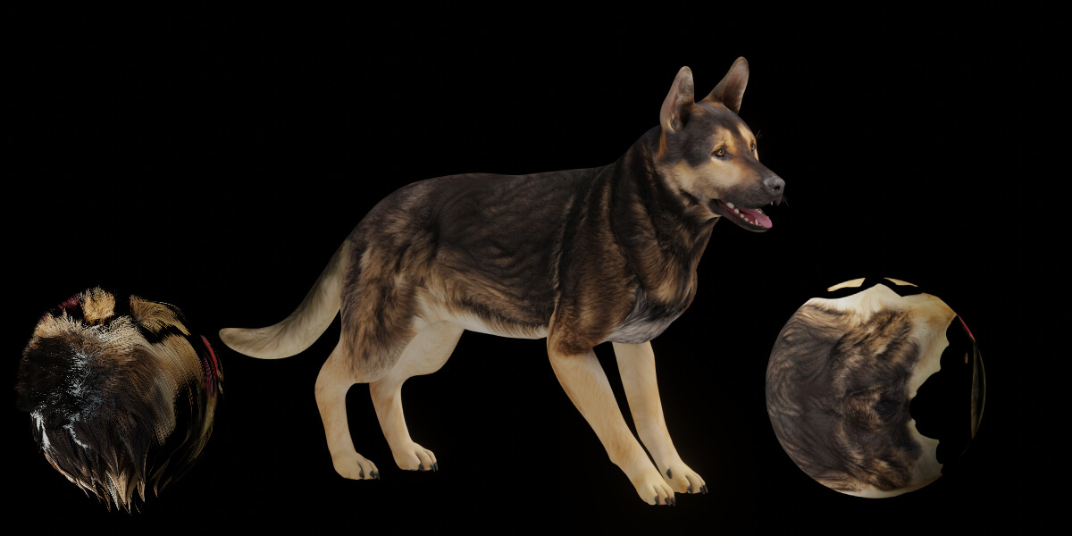 Shiloh Shepherd Dog - 3D Model by Nyilonelycompany