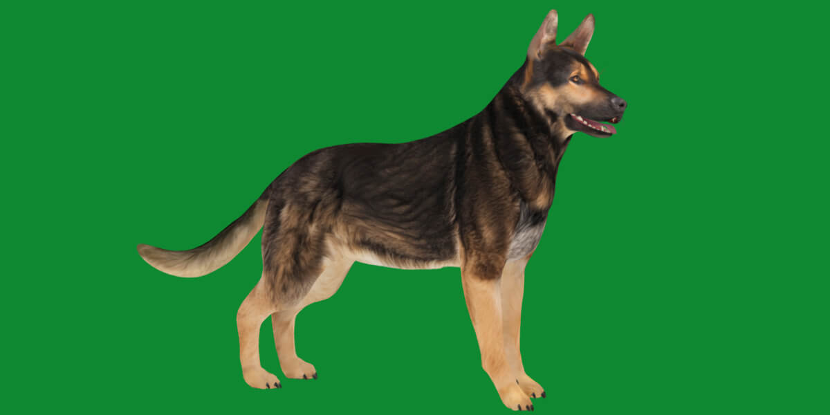 Shiloh Shepherd Dog - 3D Model by Nyilonelycompany