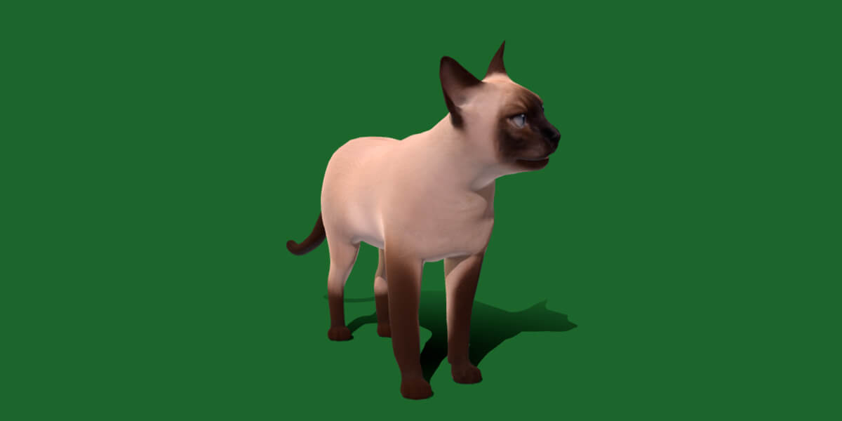 Siamese Cat Breed - 3D Model by Nyilonelycompany
