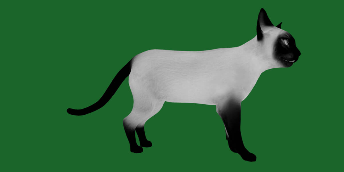 Siamese Cat Breed - 3D Model by Nyilonelycompany