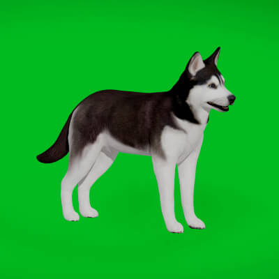Siberian Husky Dog - 3D Model by Nyilonelycompany