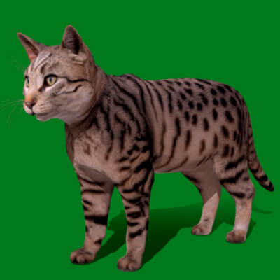 Gltf 3D Models | Animals | Cats | RenderHub