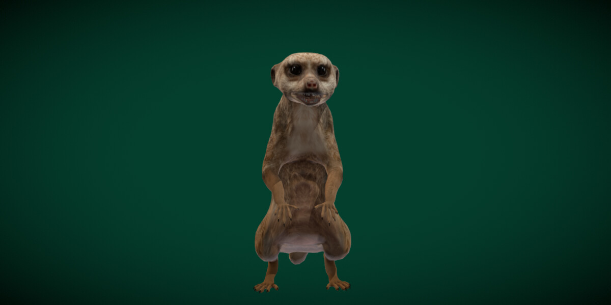 Slender-Tailed Meerkat Mongoose 3D Model by Nyilonelycompany