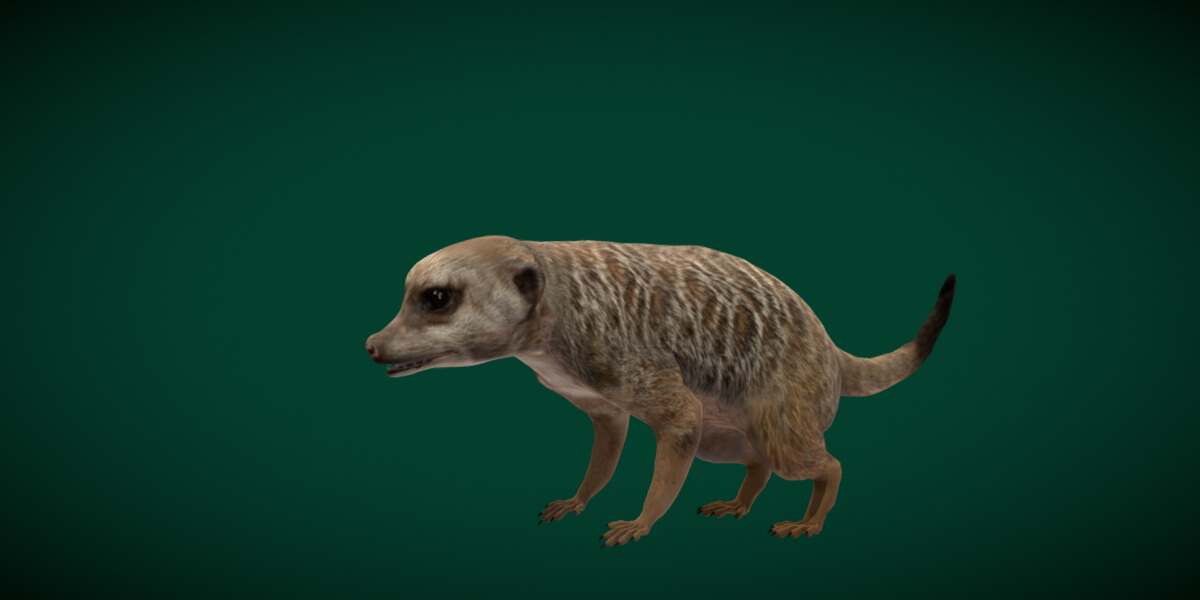 Slender-Tailed Meerkat Mongoose 3D Model by Nyilonelycompany