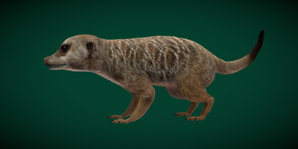 Slender-Tailed Meerkat Mongoose 3D Model by Nyilonelycompany