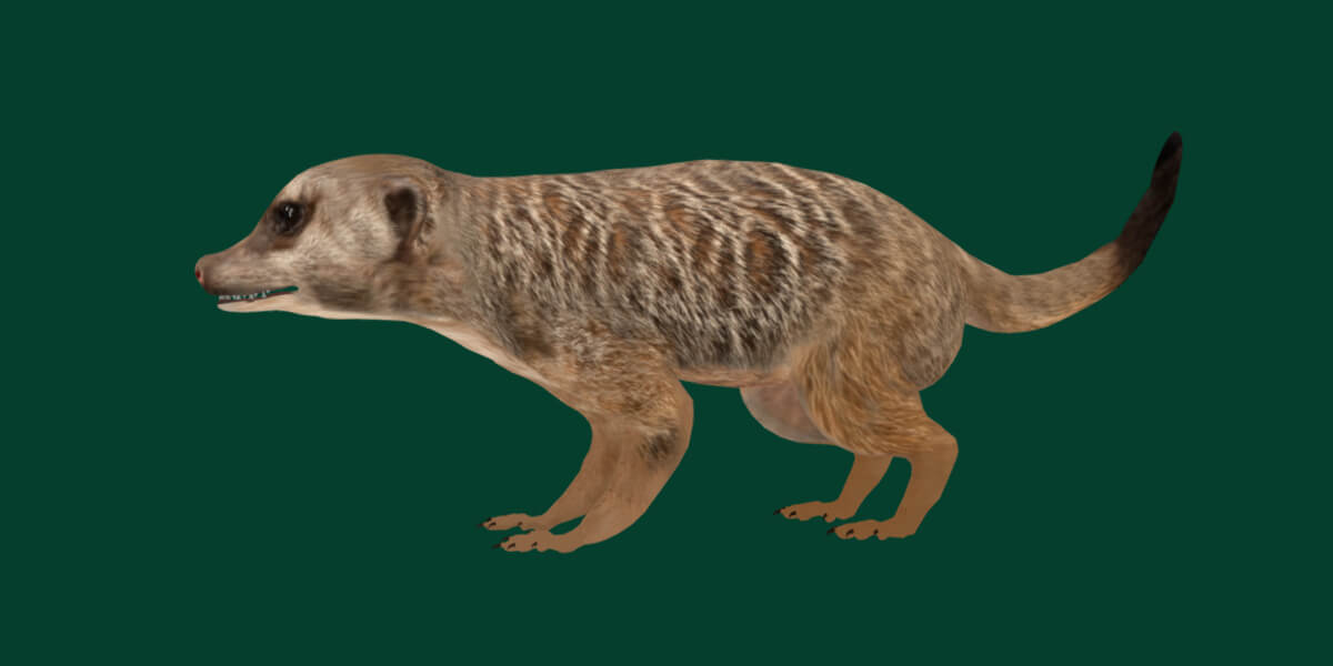 Slender-Tailed Meerkat Mongoose 3D Model by Nyilonelycompany