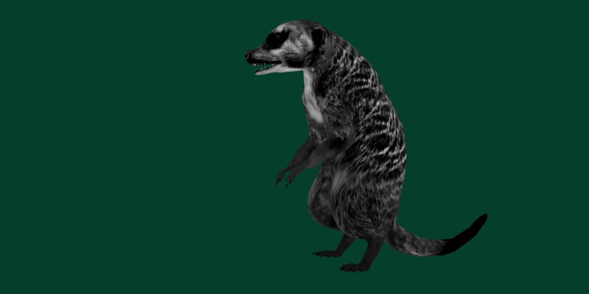 Slender-Tailed Meerkat Mongoose 3D Model by Nyilonelycompany