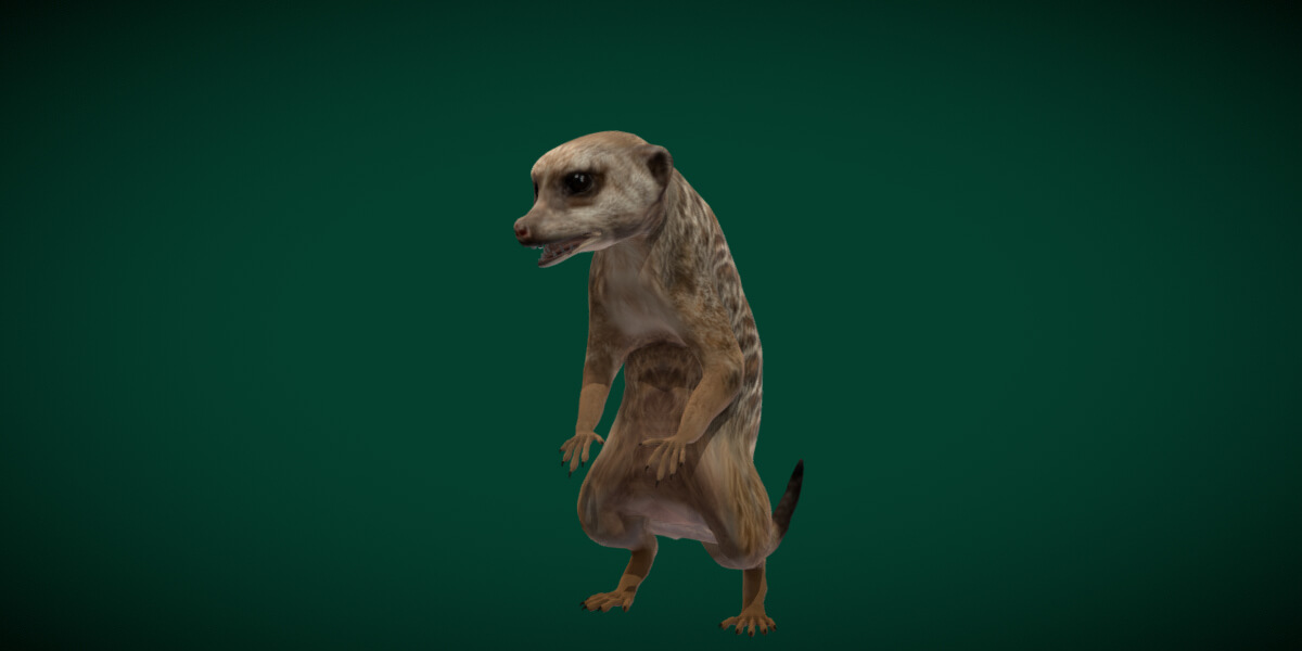 Slender-Tailed Meerkat Mongoose 3D Model by Nyilonelycompany