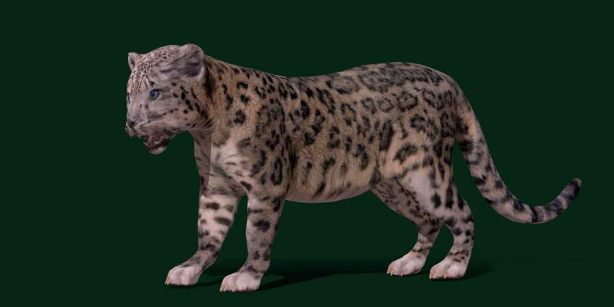 Snow Leopard Cub - 3D Model by Nyilonelycompany