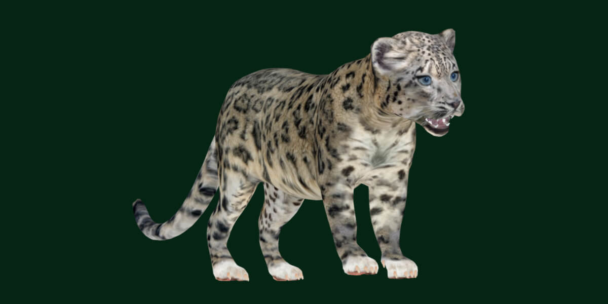 Snow Leopard Cub - 3D Model by Nyilonelycompany