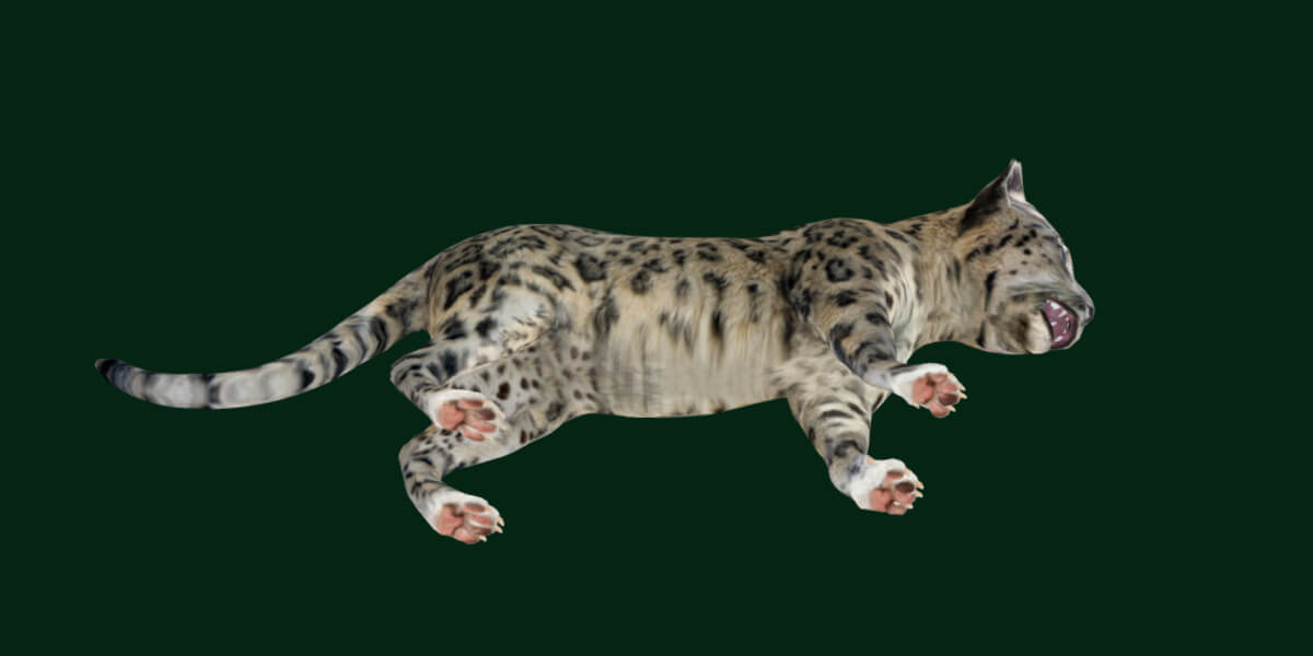 Snow Leopard Cub - 3D Model by Nyilonelycompany