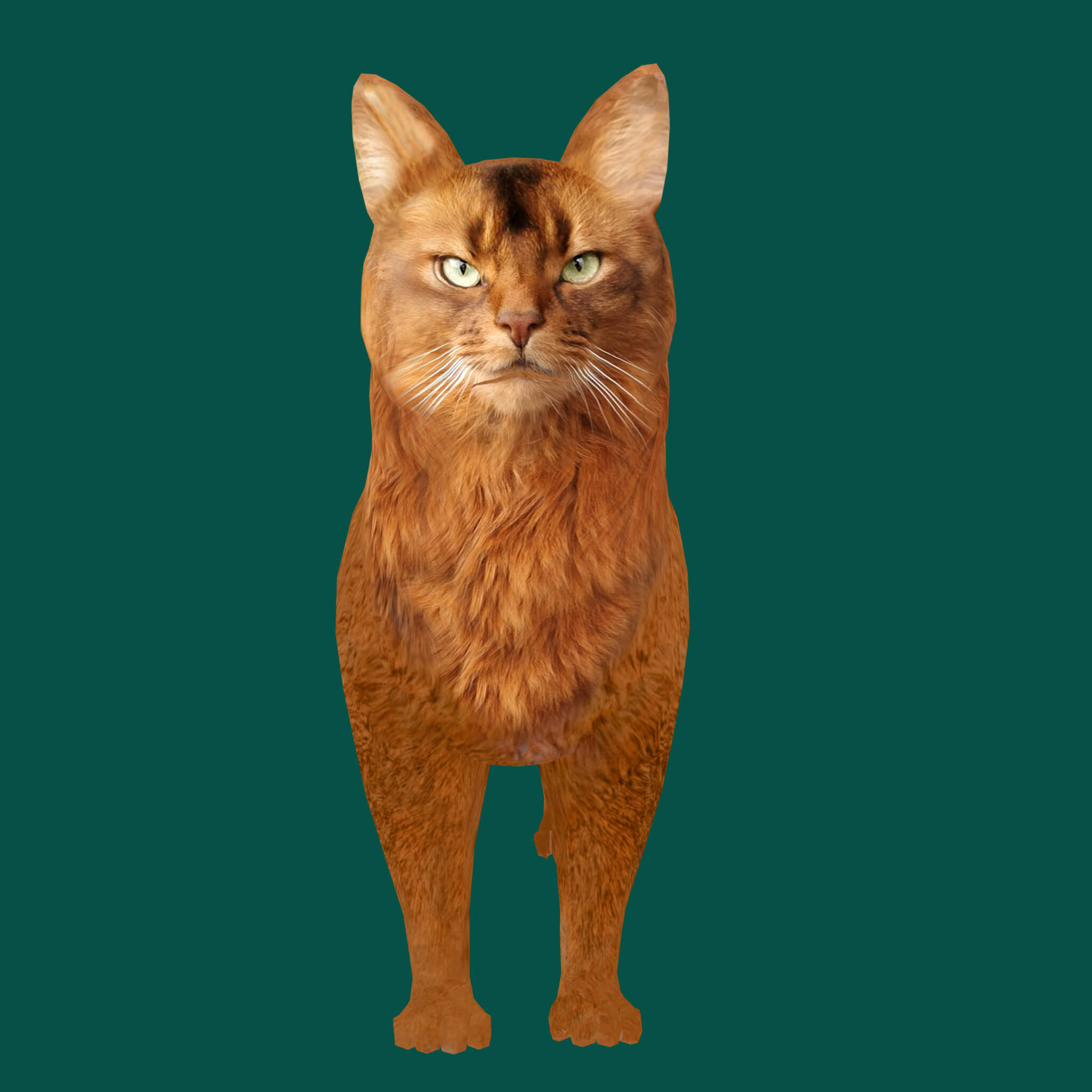 Somali Cat Long Hair Abys Animal - 3D Model by Nyilonelycompany