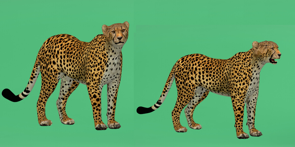 South African Cheetah - 3D Model by Nyilonelycompany