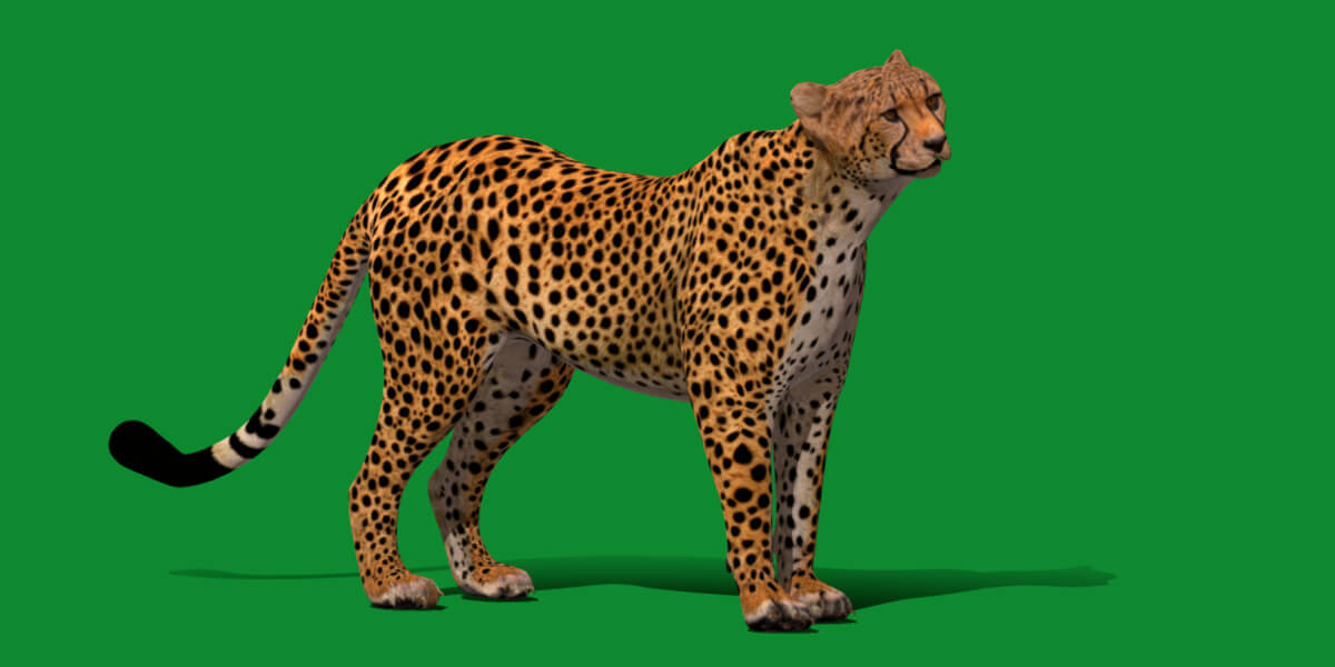 South African Cheetah - 3D Model by Nyilonelycompany