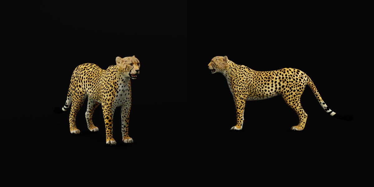 South African Cheetah - 3D Model by Nyilonelycompany