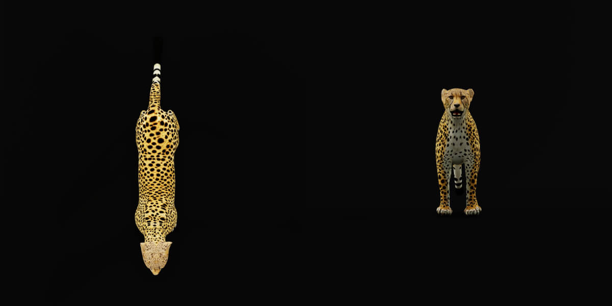 South African Cheetah - 3D Model by Nyilonelycompany