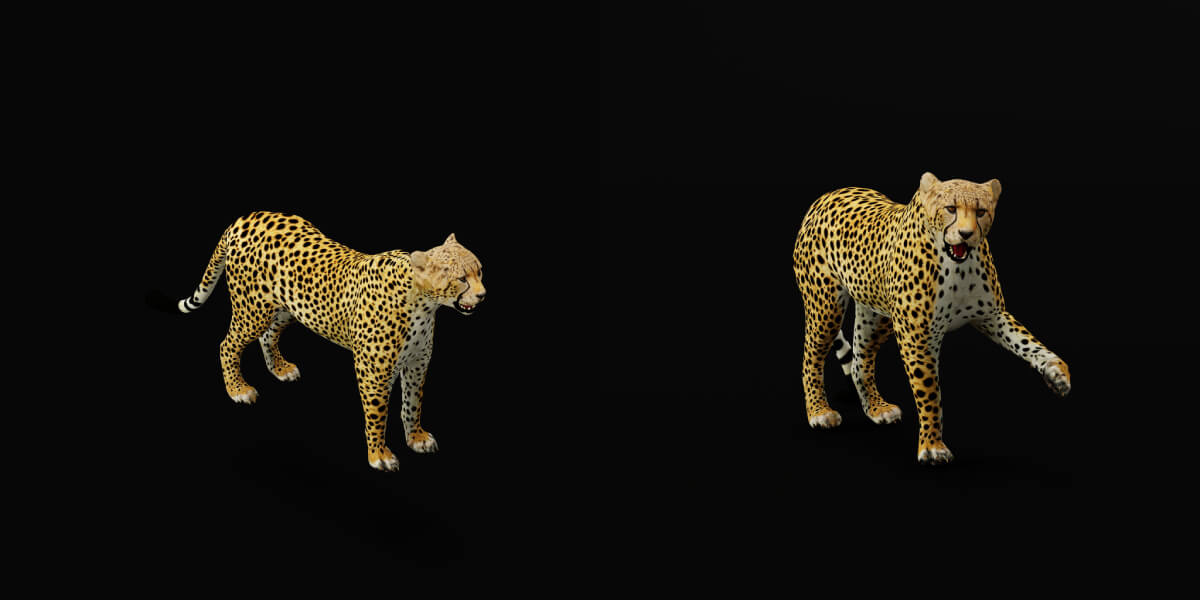South African Cheetah - 3D Model by Nyilonelycompany