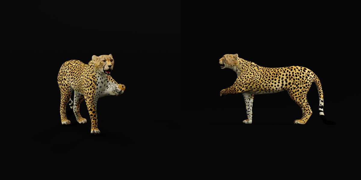 South African Cheetah - 3D Model by Nyilonelycompany