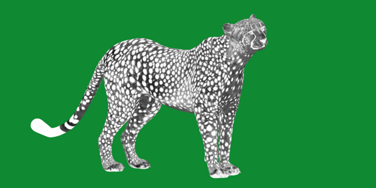 South African Cheetah - 3D Model by Nyilonelycompany