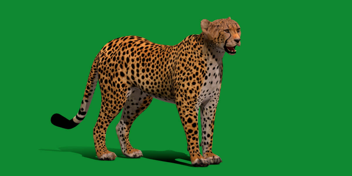 South African Cheetah - 3D Model by Nyilonelycompany