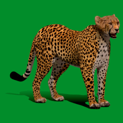 South African Cheetah - 3D Model by Nyilonelycompany