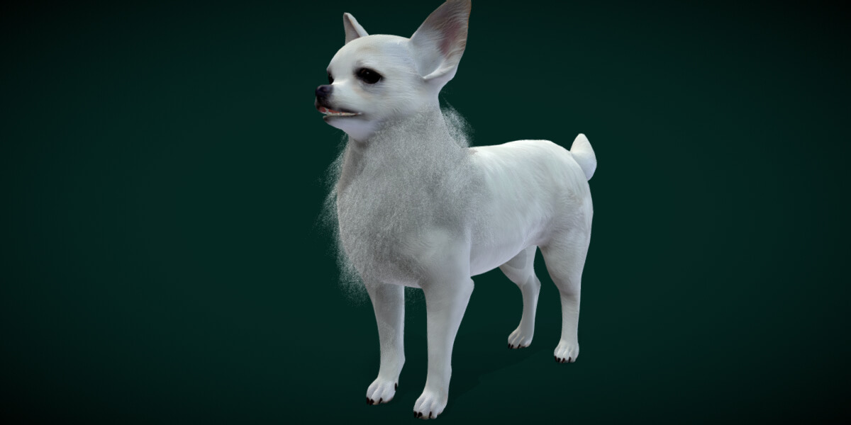 Spitz Dog Mixed Breed - 3D Model by Nyilonelycompany