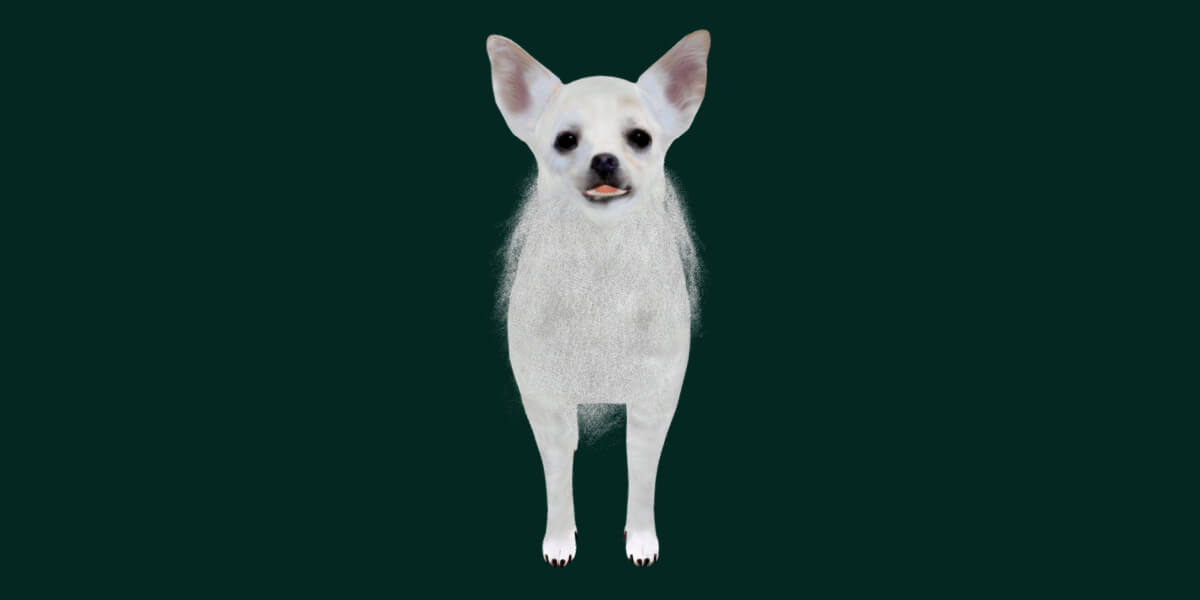 Spitz Dog Mixed Breed - 3D Model by Nyilonelycompany