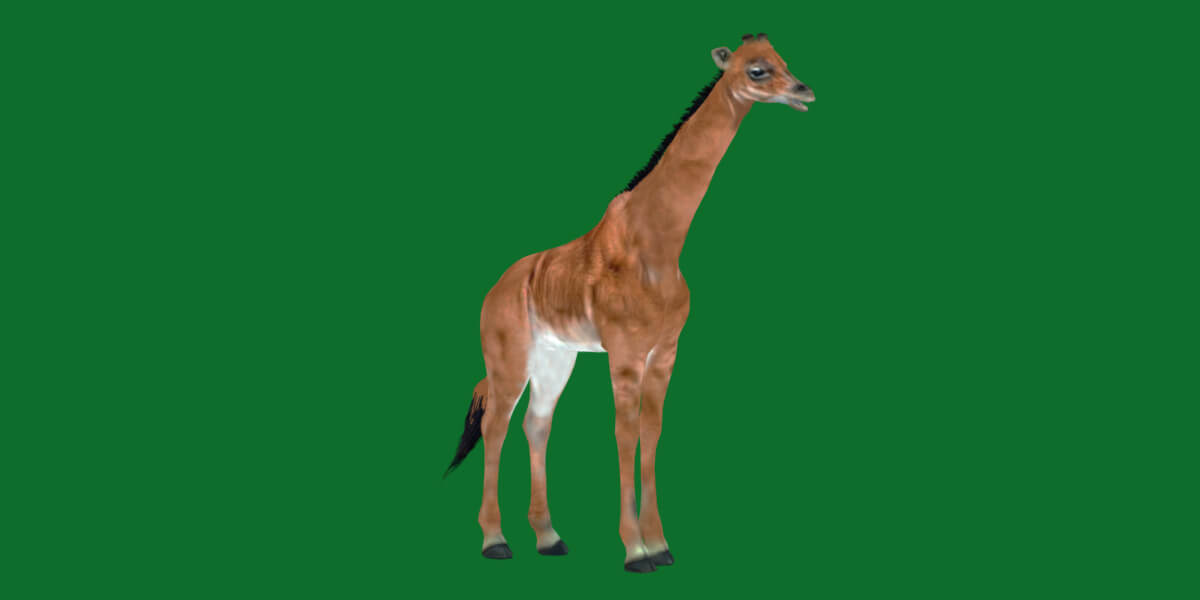 Spotless Giraffe Baby - 3D Model by Nyilonelycompany