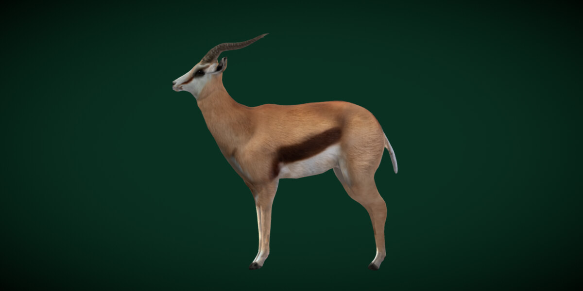 Springbok Antelope Animal - 3D Model by Nyilonelycompany