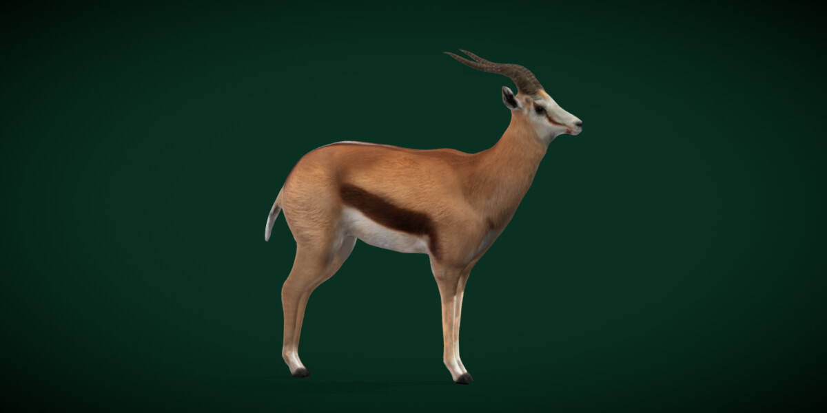 Springbok Antelope Animal - 3D Model by Nyilonelycompany