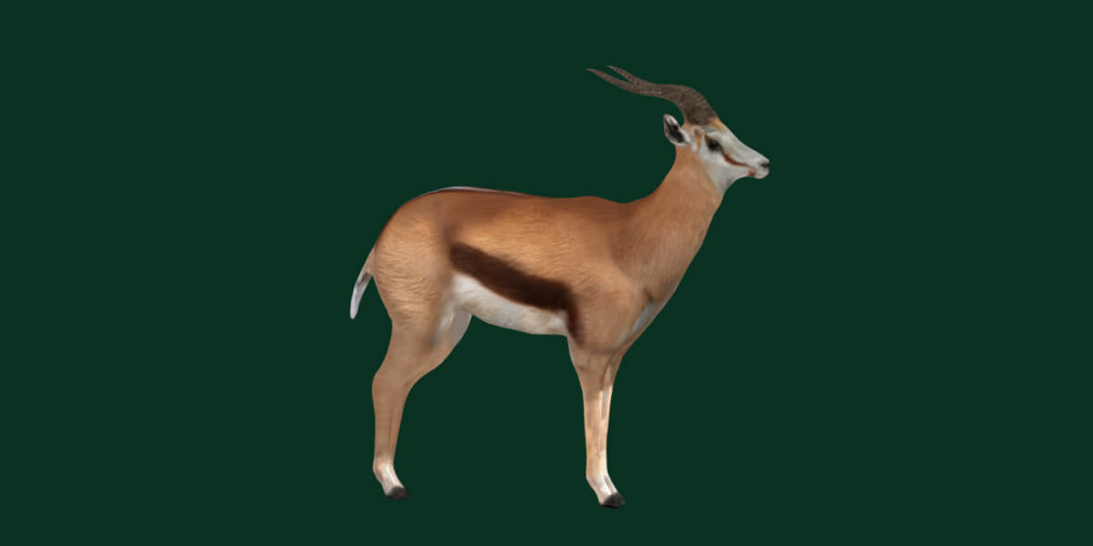 Springbok Antelope Animal - 3D Model by Nyilonelycompany