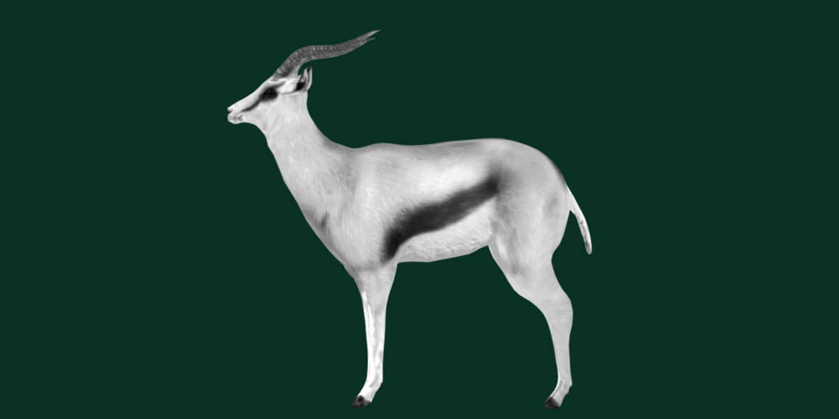 Springbok Antelope Animal - 3D Model by Nyilonelycompany