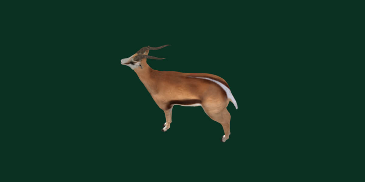 Springbok Antelope Animal - 3D Model by Nyilonelycompany