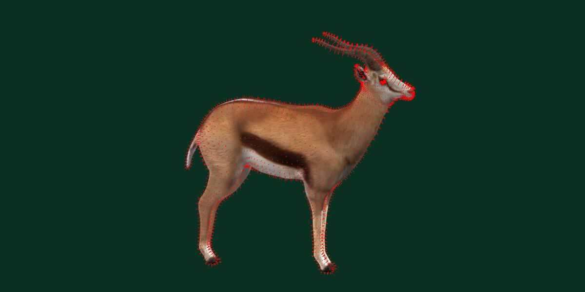 Springbok Antelope Animal - 3D Model by Nyilonelycompany