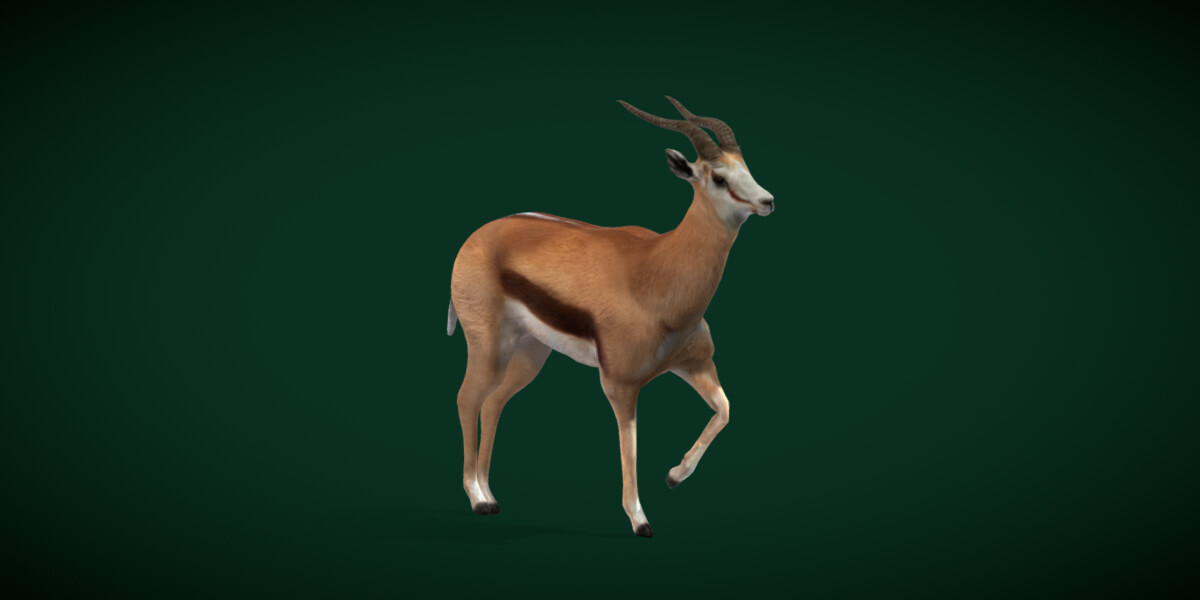 Springbok Antelope Animal - 3D Model by Nyilonelycompany