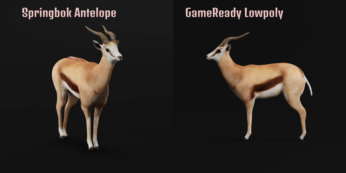 Springbok Antelope Animal - 3D Model by Nyilonelycompany