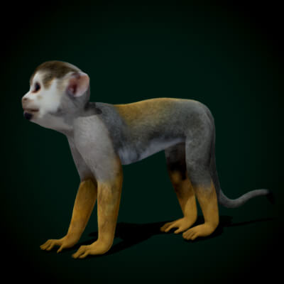 Squirrel Monkeys Primate - 3D Model by Nyilonelycompany