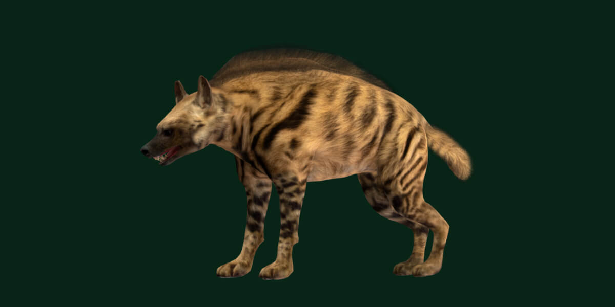 Striped Hyena Male Animal - 3D Model by Nyilonelycompany