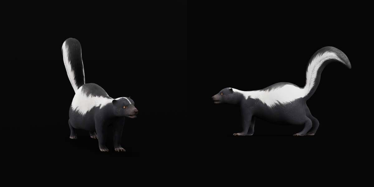 Striped Skunk - 3D Model by Nyilonelycompany