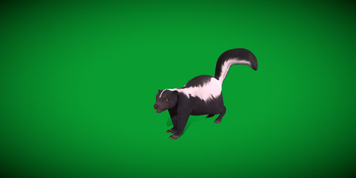 Striped Skunk - 3D Model by Nyilonelycompany