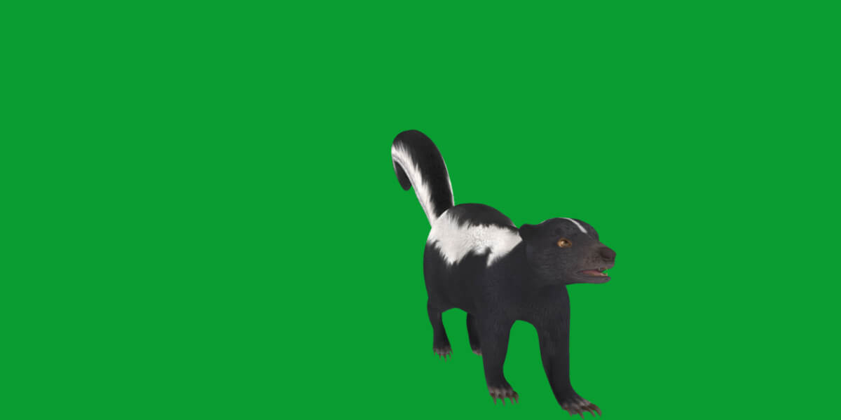 Striped Skunk - 3D Model by Nyilonelycompany