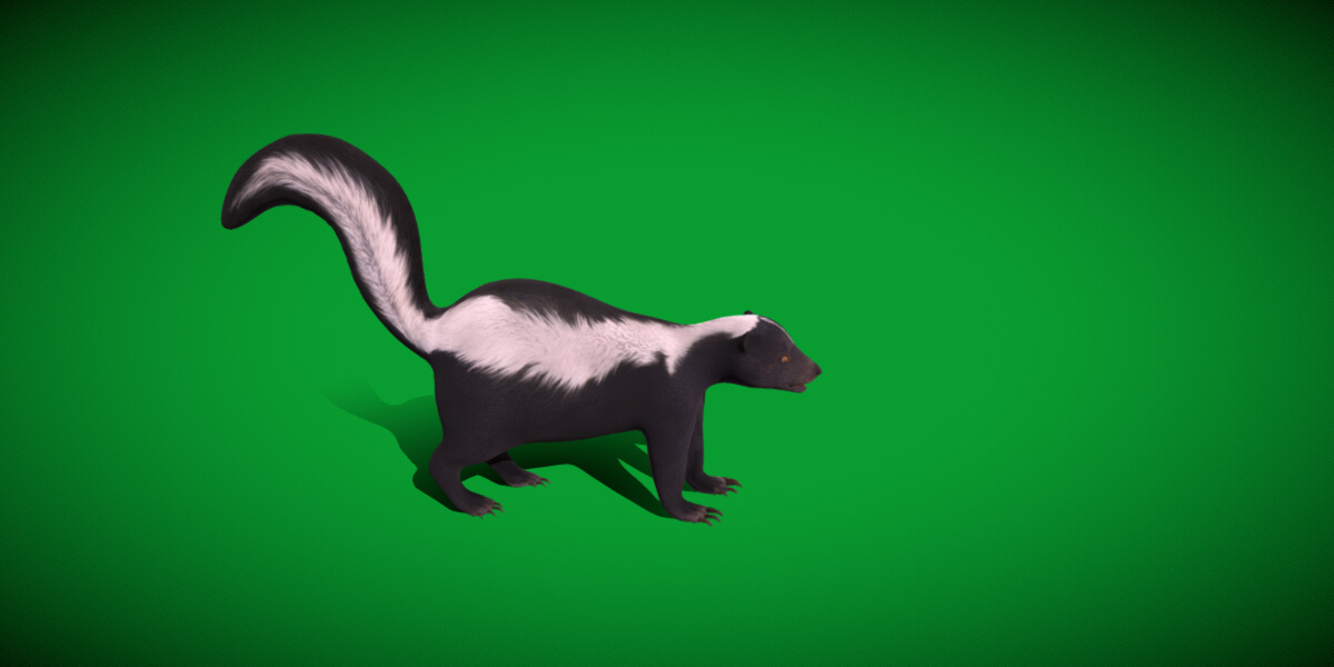 Striped Skunk - 3D Model by Nyilonelycompany