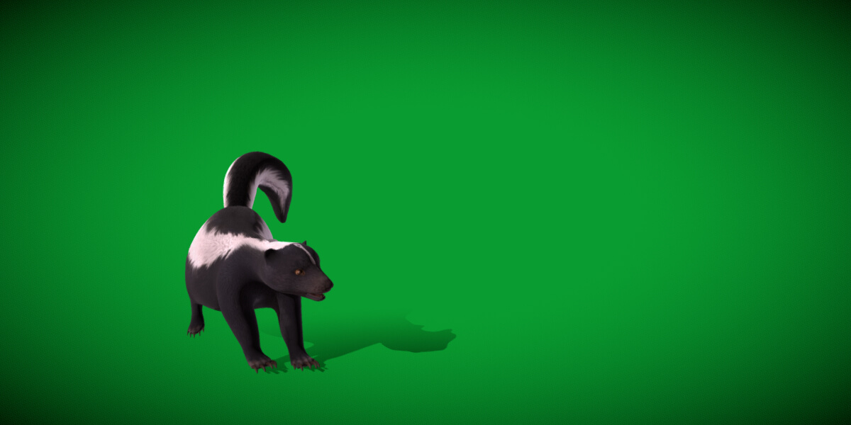Striped Skunk - 3D Model by Nyilonelycompany